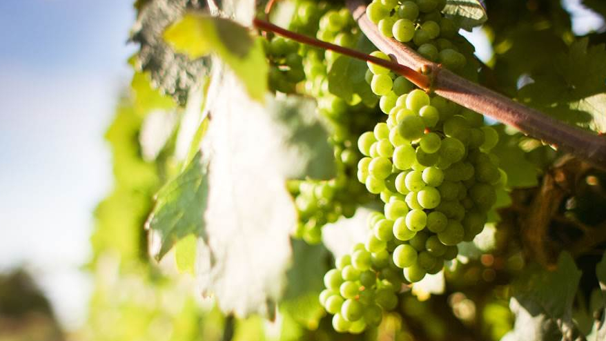 Gene study finds grapes first domesticated 11,000 years ago - Italian ...