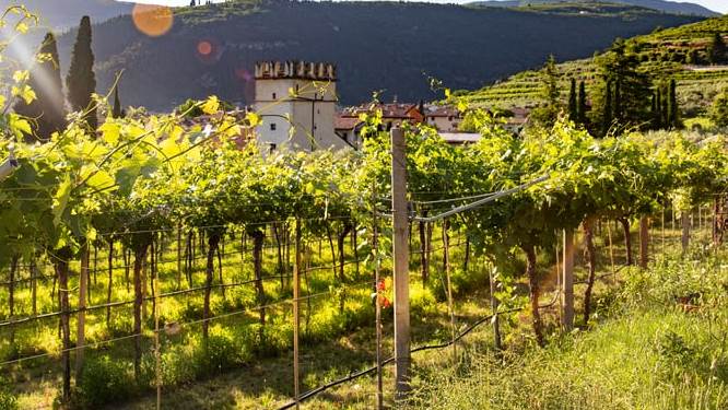 Le colline terrazzate della Valpolicella nel registro nazionale dei paesaggi rurali storici ...