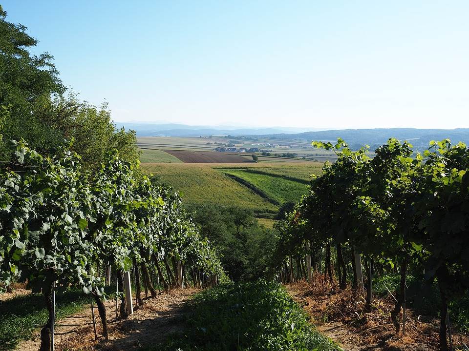 La nuova mappa delle quotazioni dei vigneti: Piemonte, Lombardia e ...